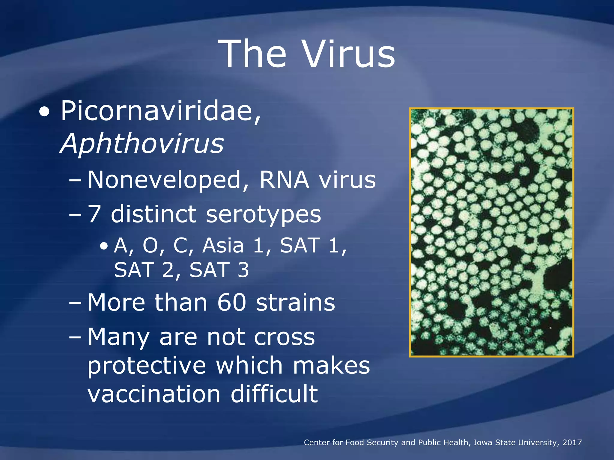 Foot Mouth Disease.ppt