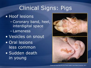 Foot Mouth Disease.ppt