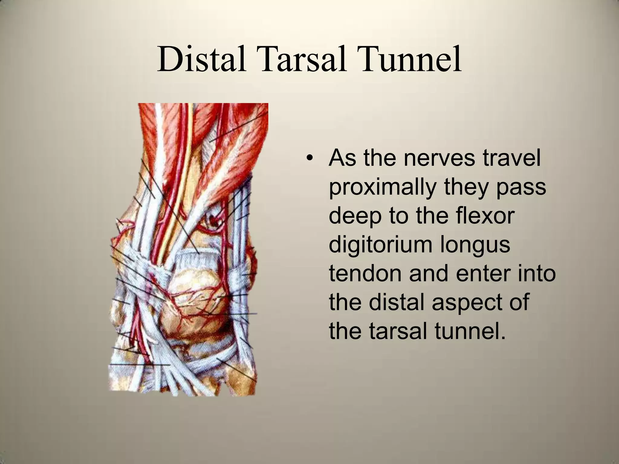 Peripheral Nerve Compression - Neuropathy | PPT