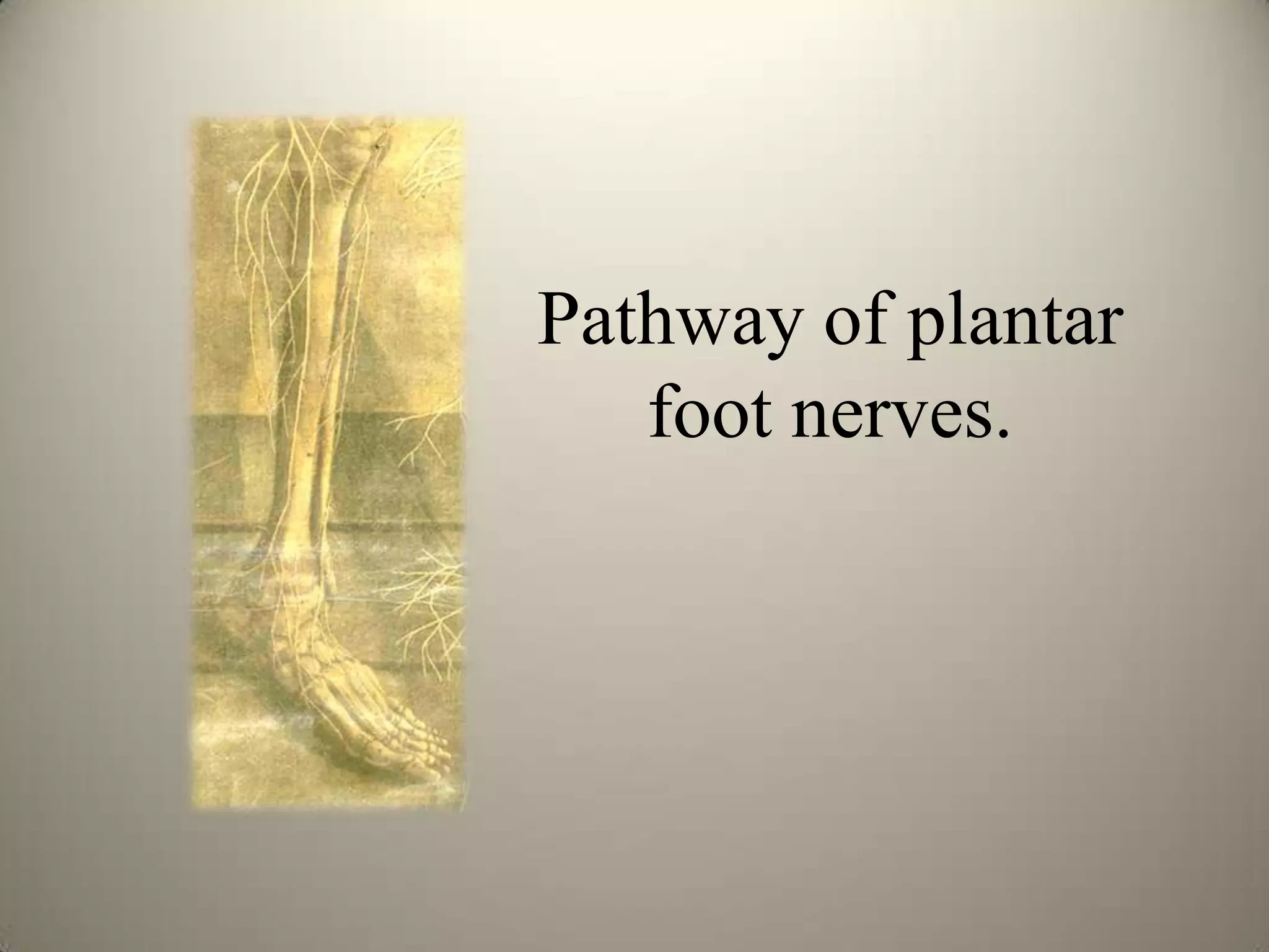 Peripheral Nerve Compression - Neuropathy | PPT