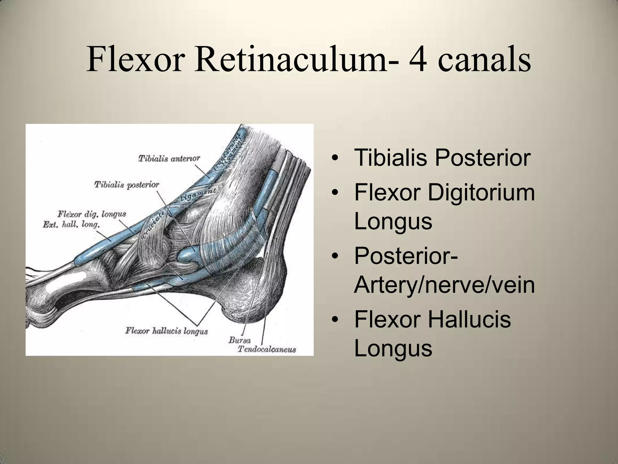Peripheral Nerve Compression - Neuropathy | PPT