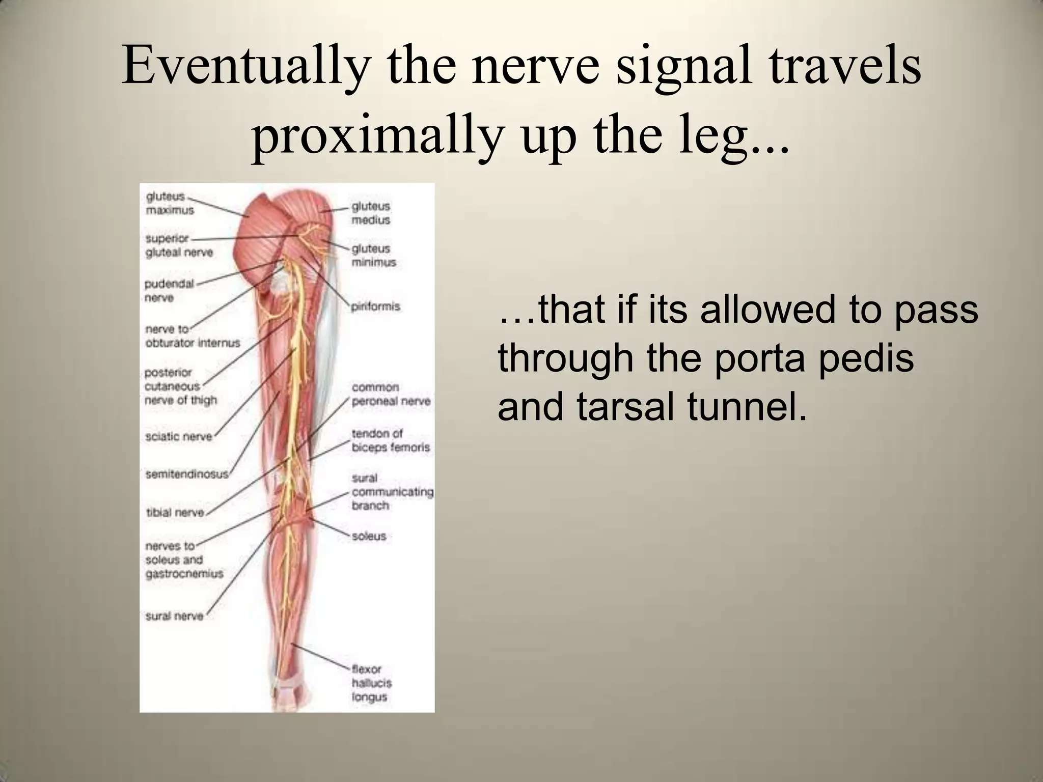 Peripheral Nerve Compression - Neuropathy | PPT