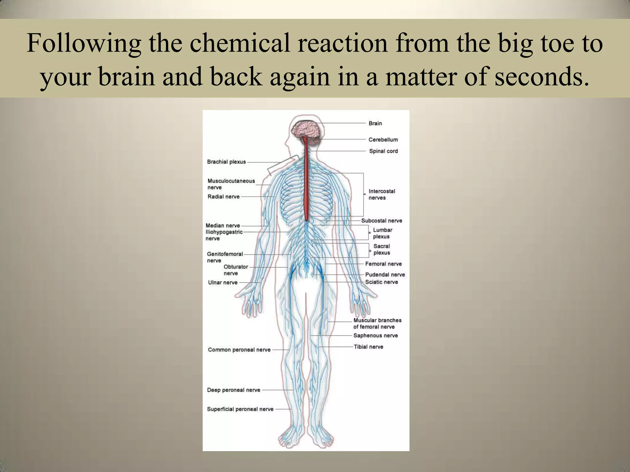 Peripheral Nerve Compression - Neuropathy | PPT