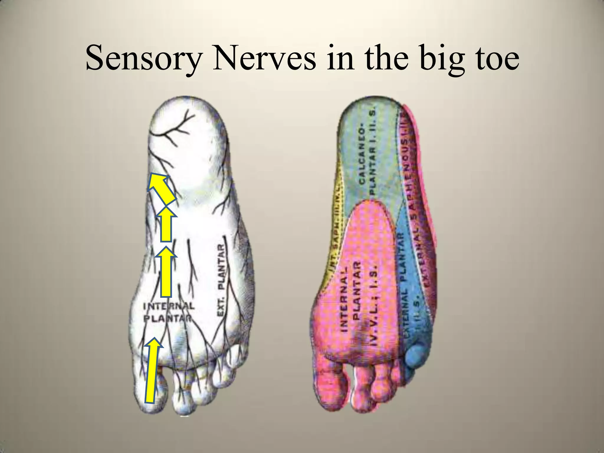 Peripheral Nerve Compression - Neuropathy | PPT