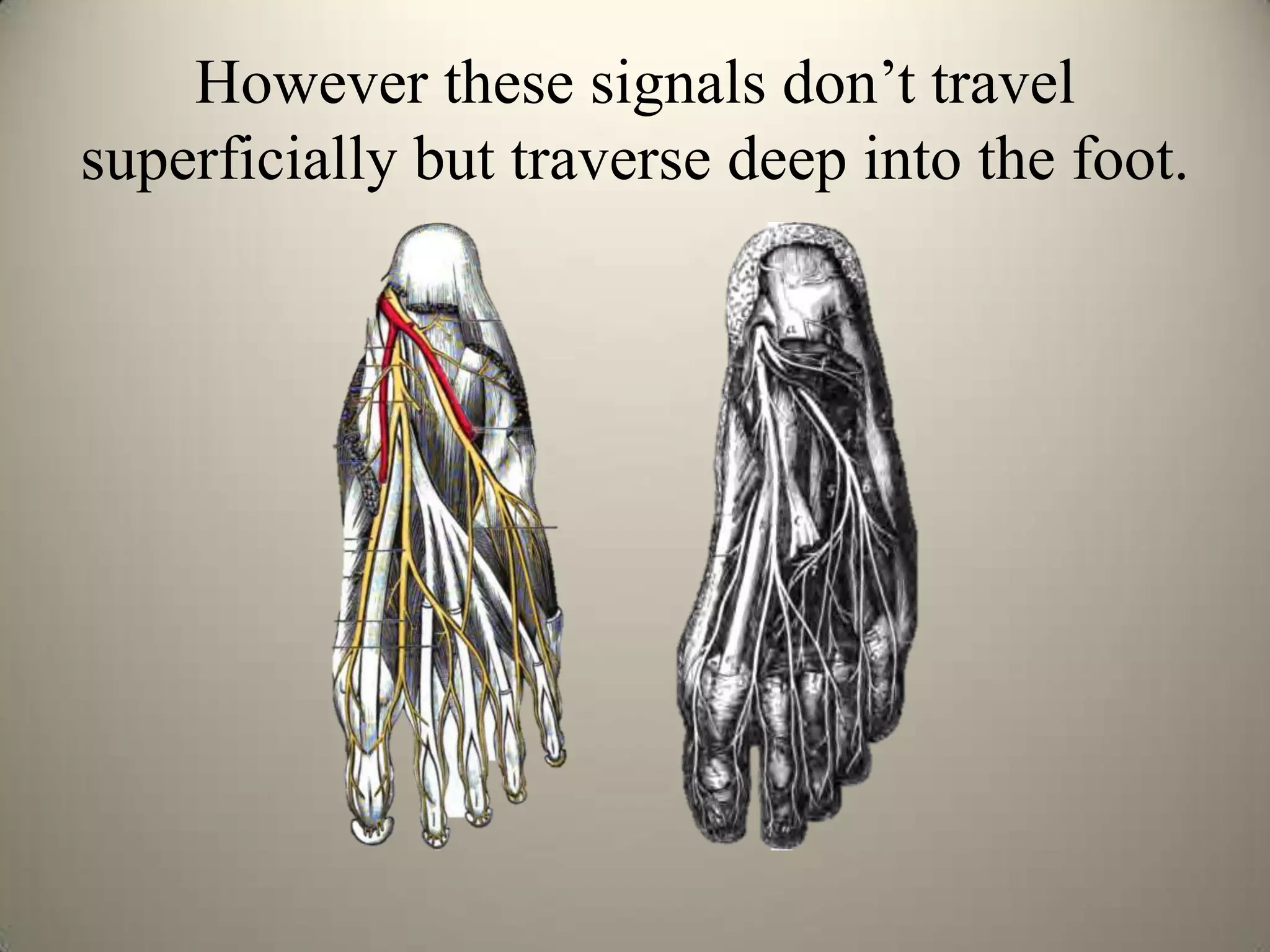 Peripheral Nerve Compression - Neuropathy | PPT