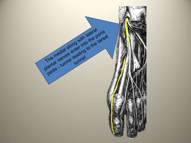 Peripheral Nerve Compression - Neuropathy | PPT