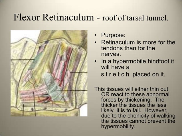 Peripheral Nerve Compression - Neuropathy | PPT