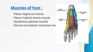 Foot Anatomy, Nerve supply and muscles with action EDITED.pptx