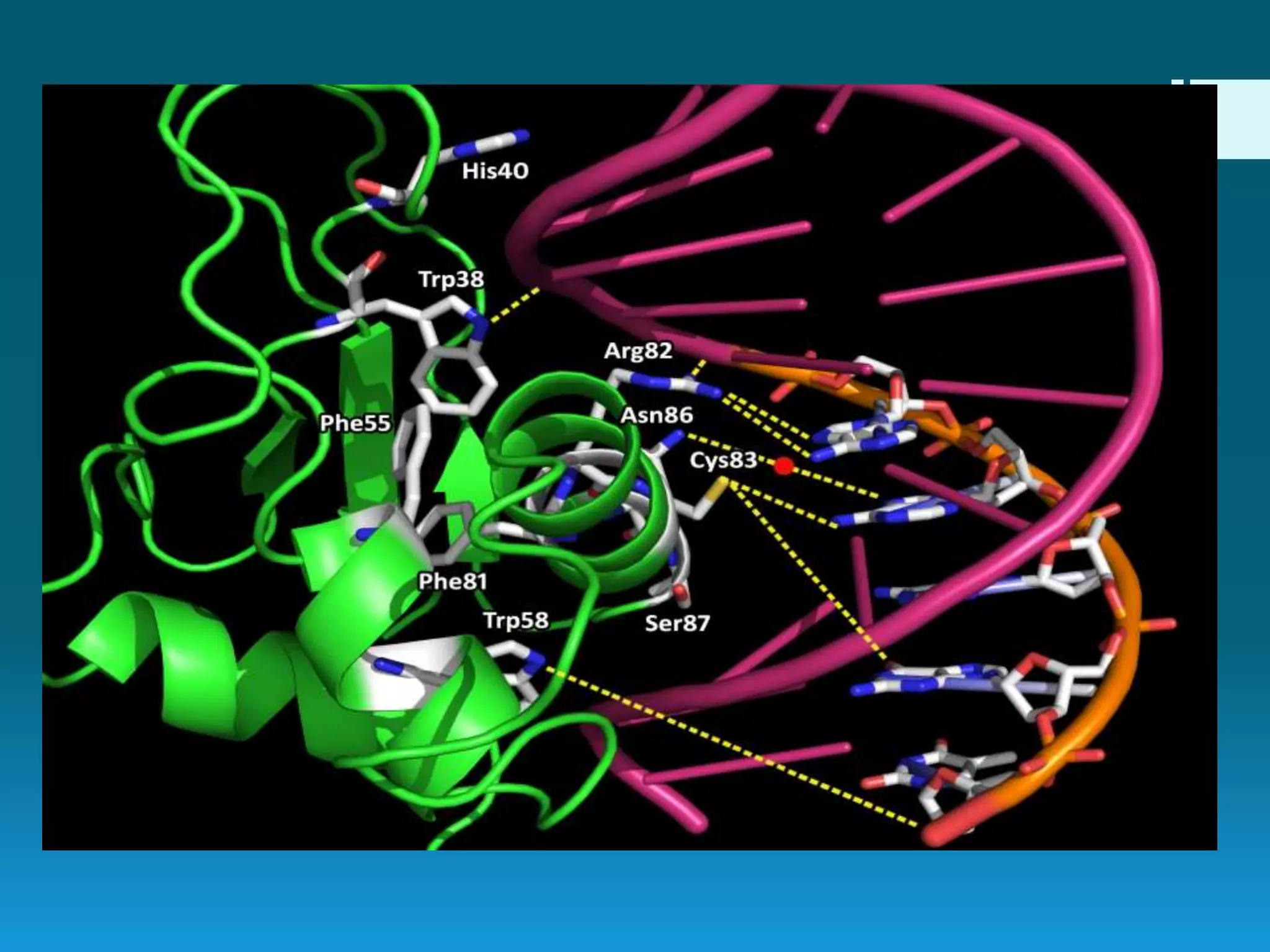 DNA footprinting | PPTX