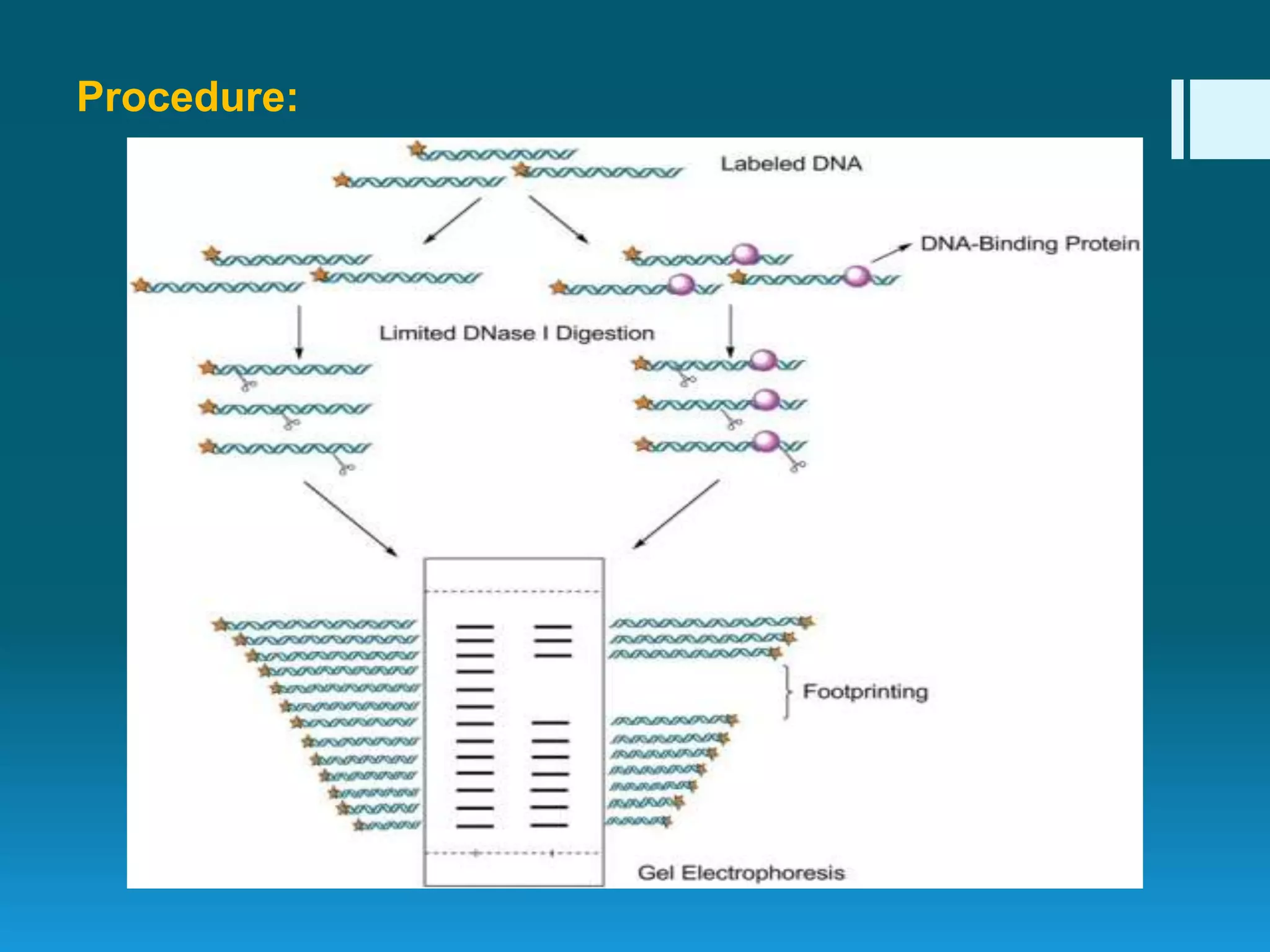 DNA footprinting | PPTX