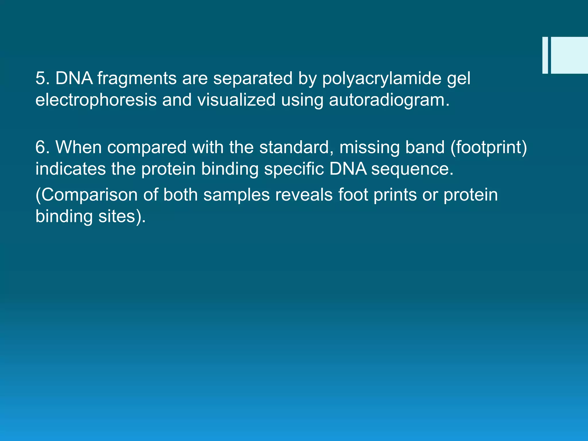 DNA footprinting | PPTX