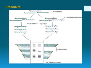 DNA footprinting | PPTX