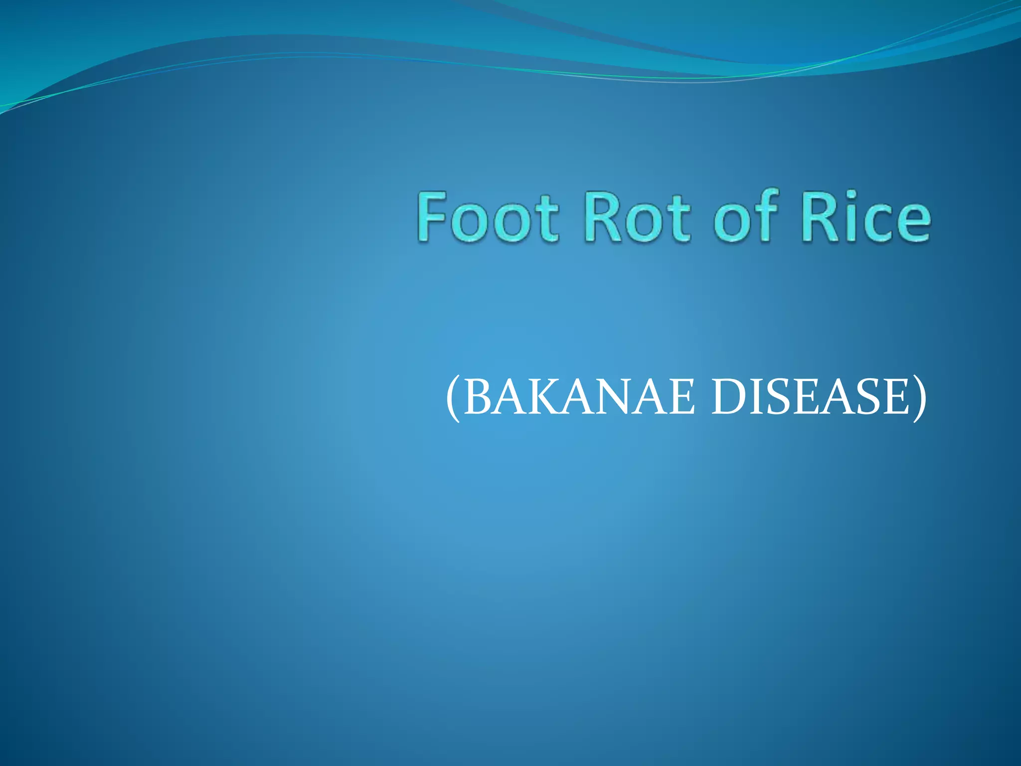 Foot rot of rice | PPTX
