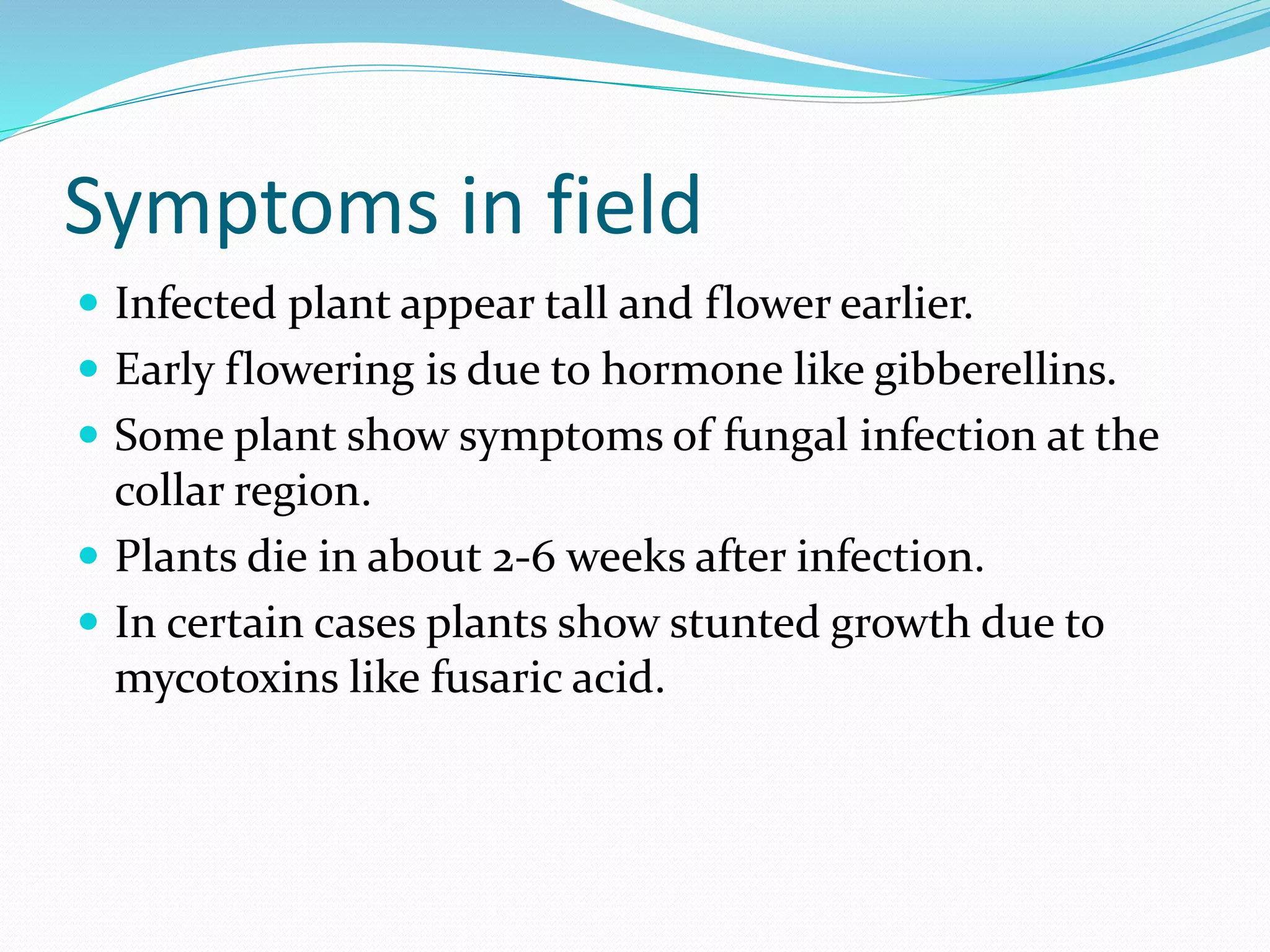 Foot rot of rice | PPTX