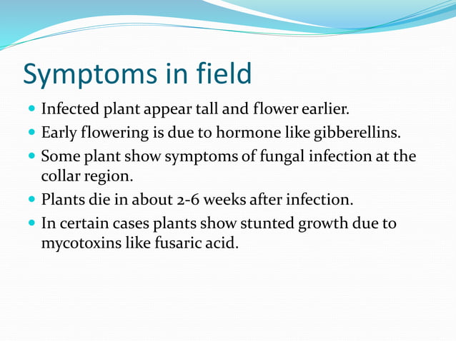 Foot rot of rice | PPTX