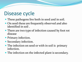 Foot rot of rice | PPTX