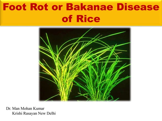Foot rot or bakanae disease of rice | PPTX