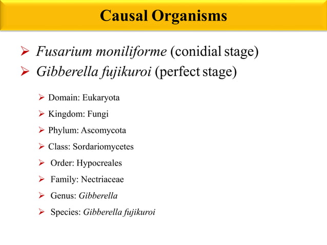 Foot rot or bakanae disease of rice | PPTX
