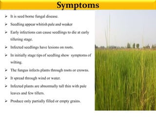 Foot rot or bakanae disease of rice | PPTX