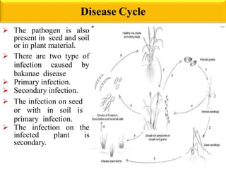 Foot rot or bakanae disease of rice | PPTX