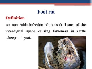 Footrot | PPTX
