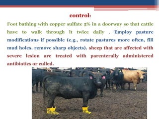Footrot | PPTX