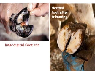 Footrot | PPTX