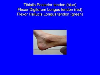 Sustentaculum Tali Palpation