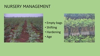 FOR311..pptx dhivya agricultural slite ppt | PPT
