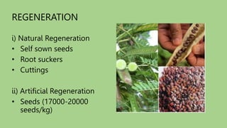 FOR311..pptx dhivya agricultural slite ppt | PPT