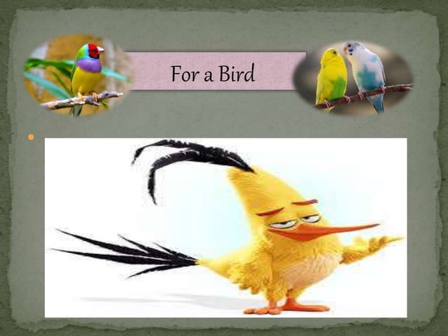 FOR A BIRD..pptx