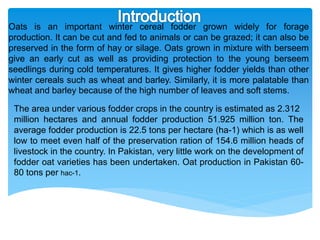 Oat ( Avena satava) | PPTX | Agriculture | Industries