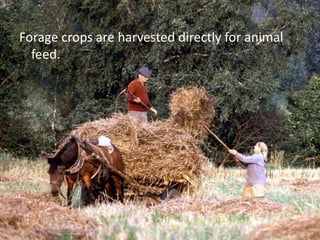 Forage crops | PDF