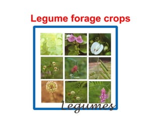 Fodder Crops List