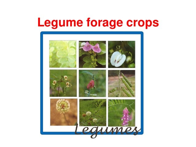 Forage crops
