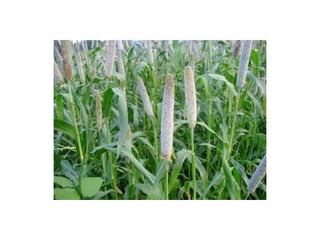 Forage AND fodder crops | PPTX