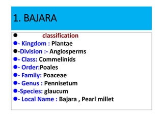 Fodder Crops With Name