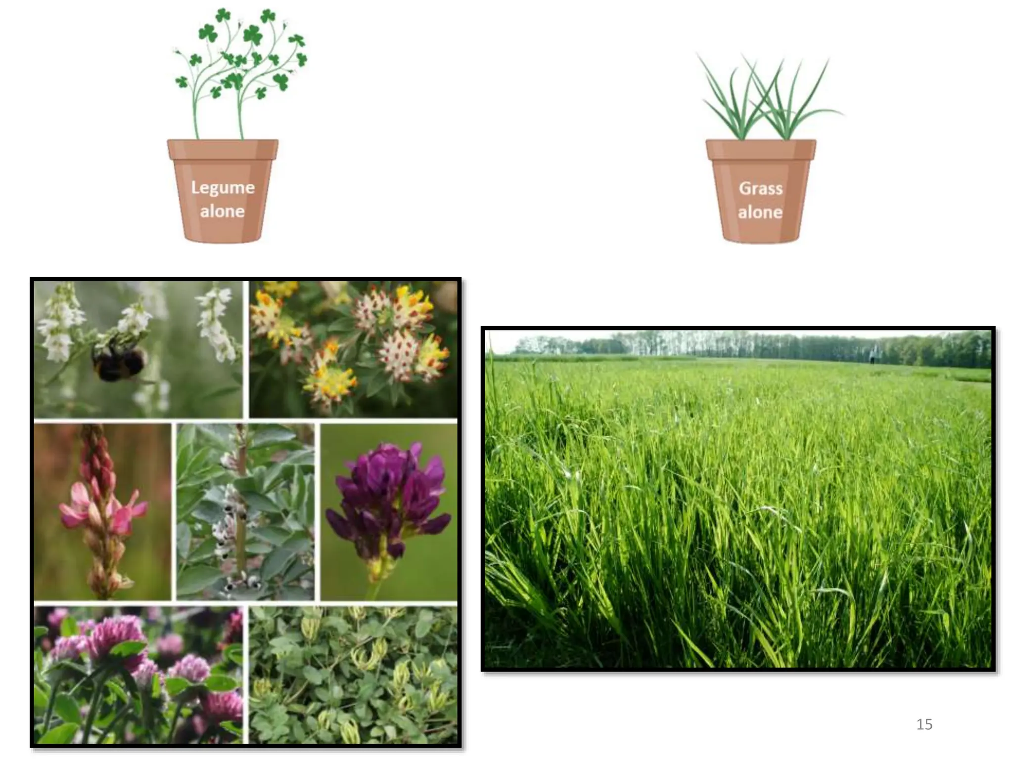 Forage production and conservation and forage identification | PPTX