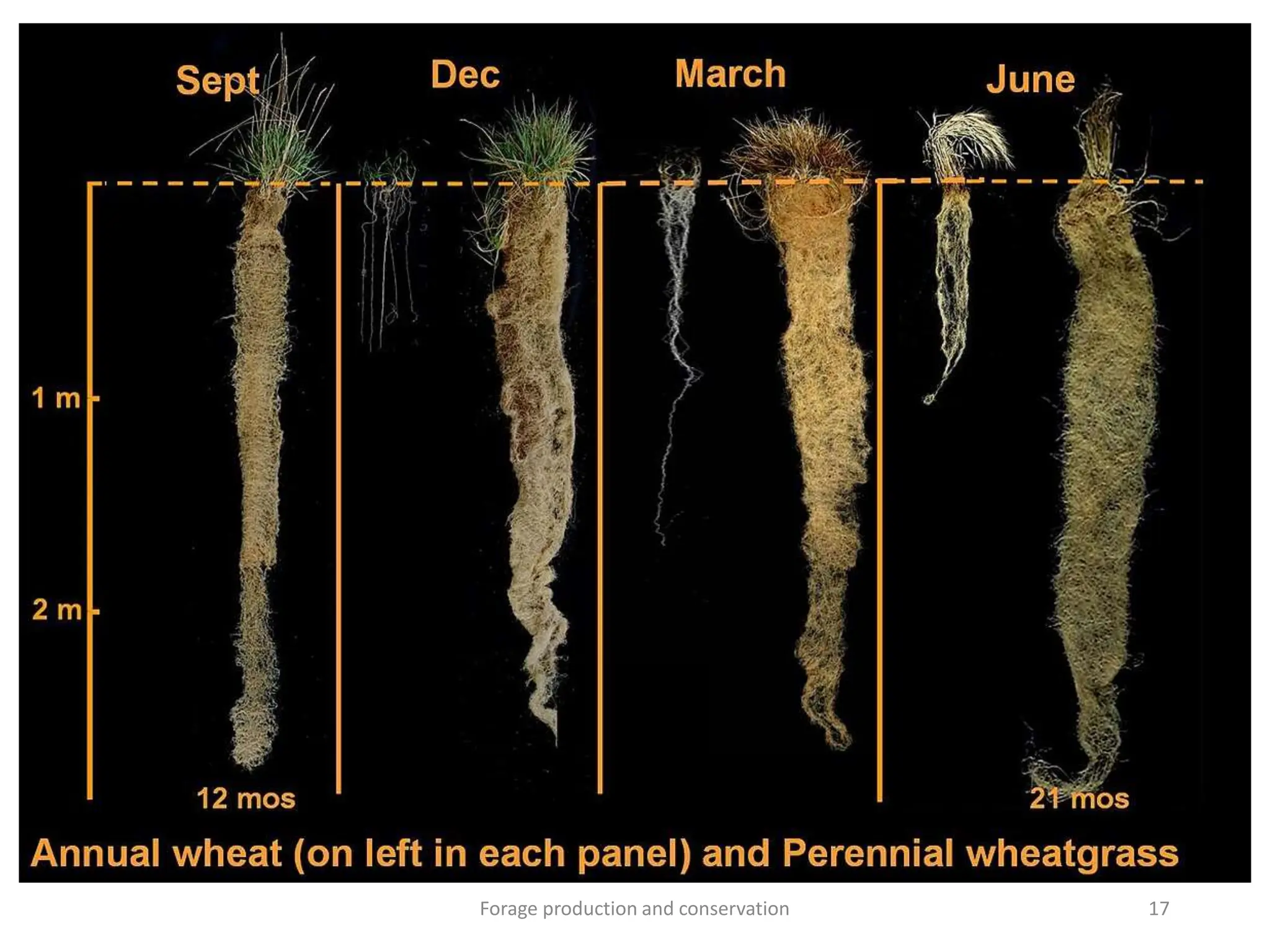 Forage production and conservation and forage identification | PPTX