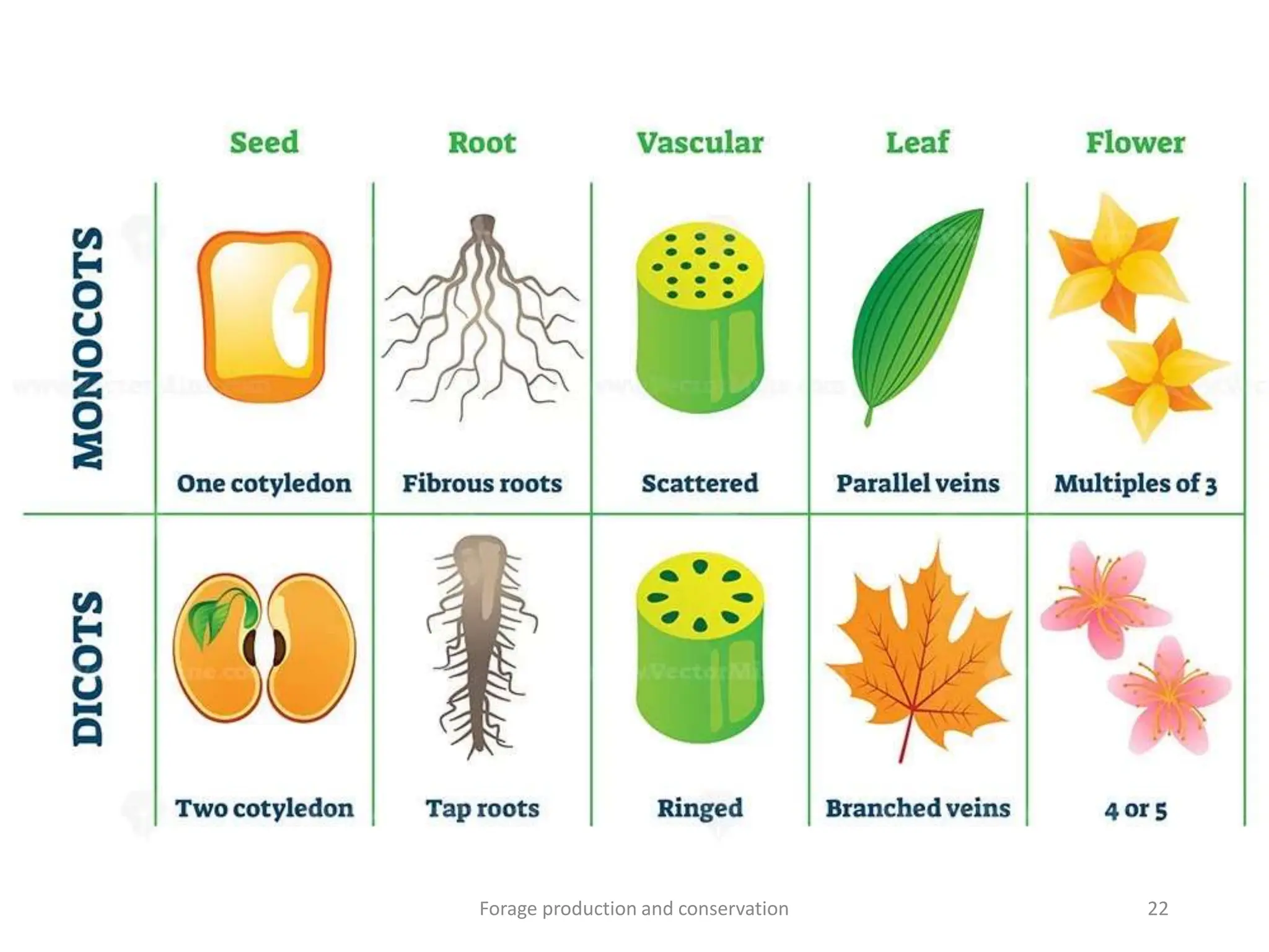 Forage production and conservation and forage identification | PPTX