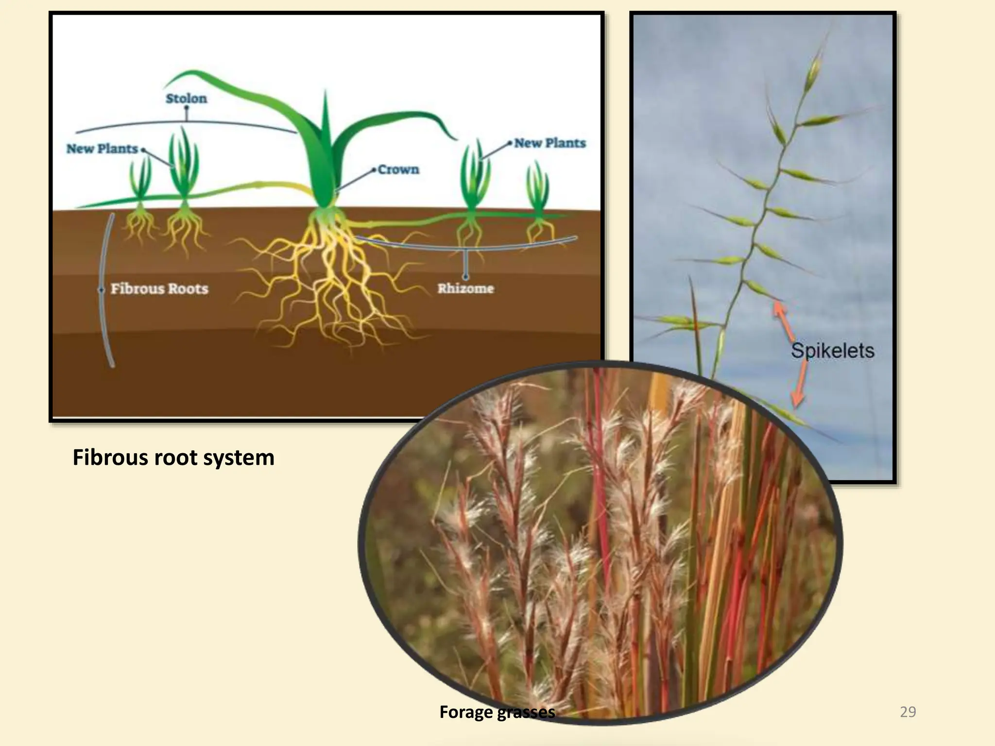 Forage production and conservation and forage identification | PPTX