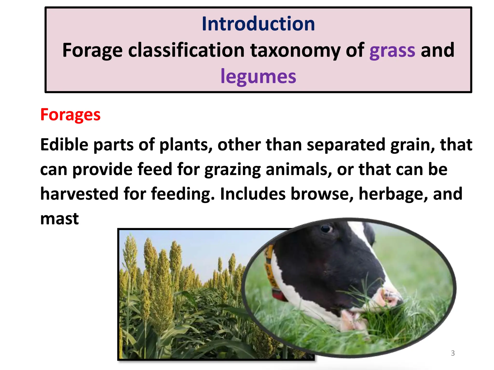 Forage production and conservation and forage identification | PPTX