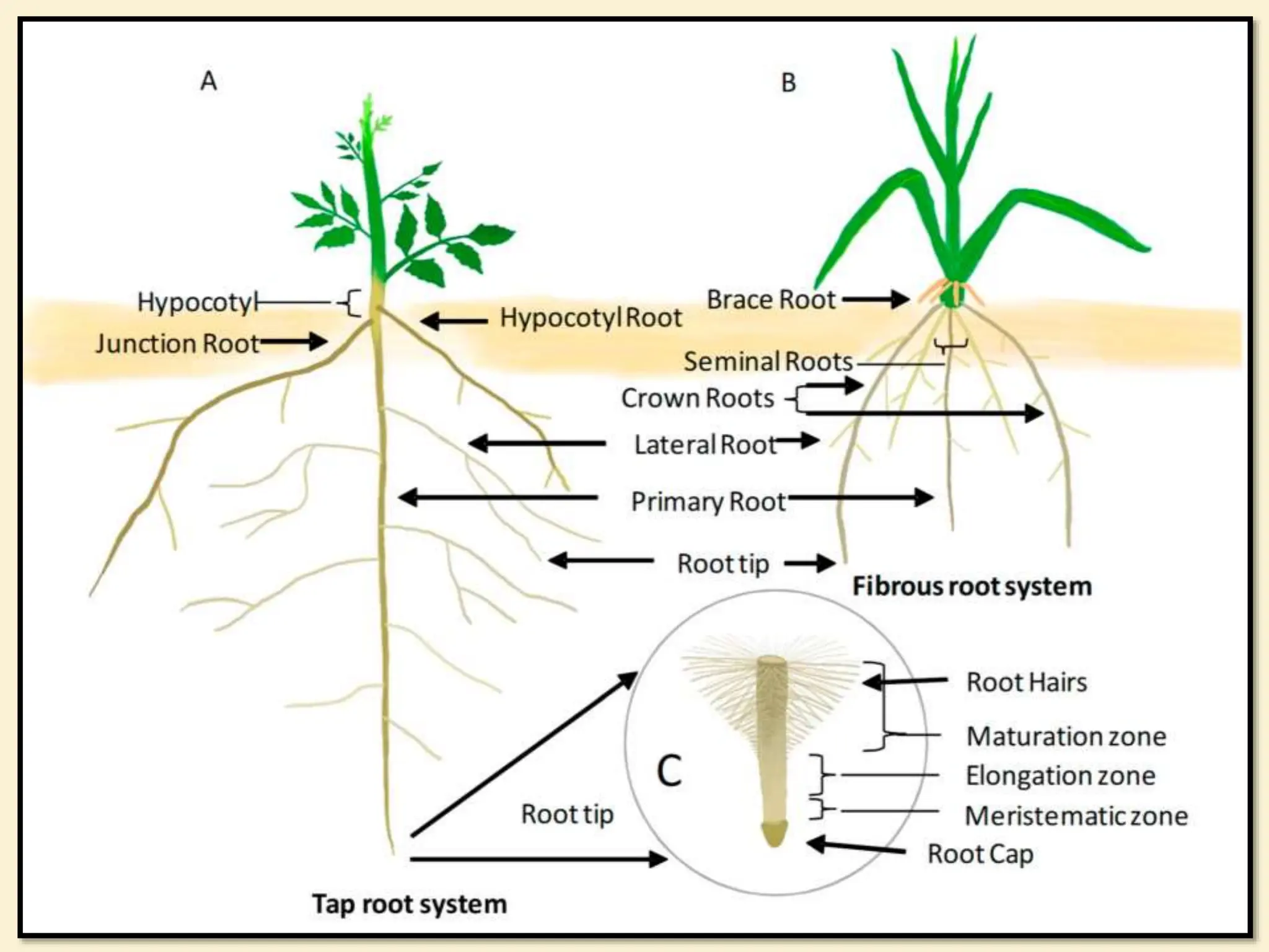 Forage production and conservation and forage identification | PPTX