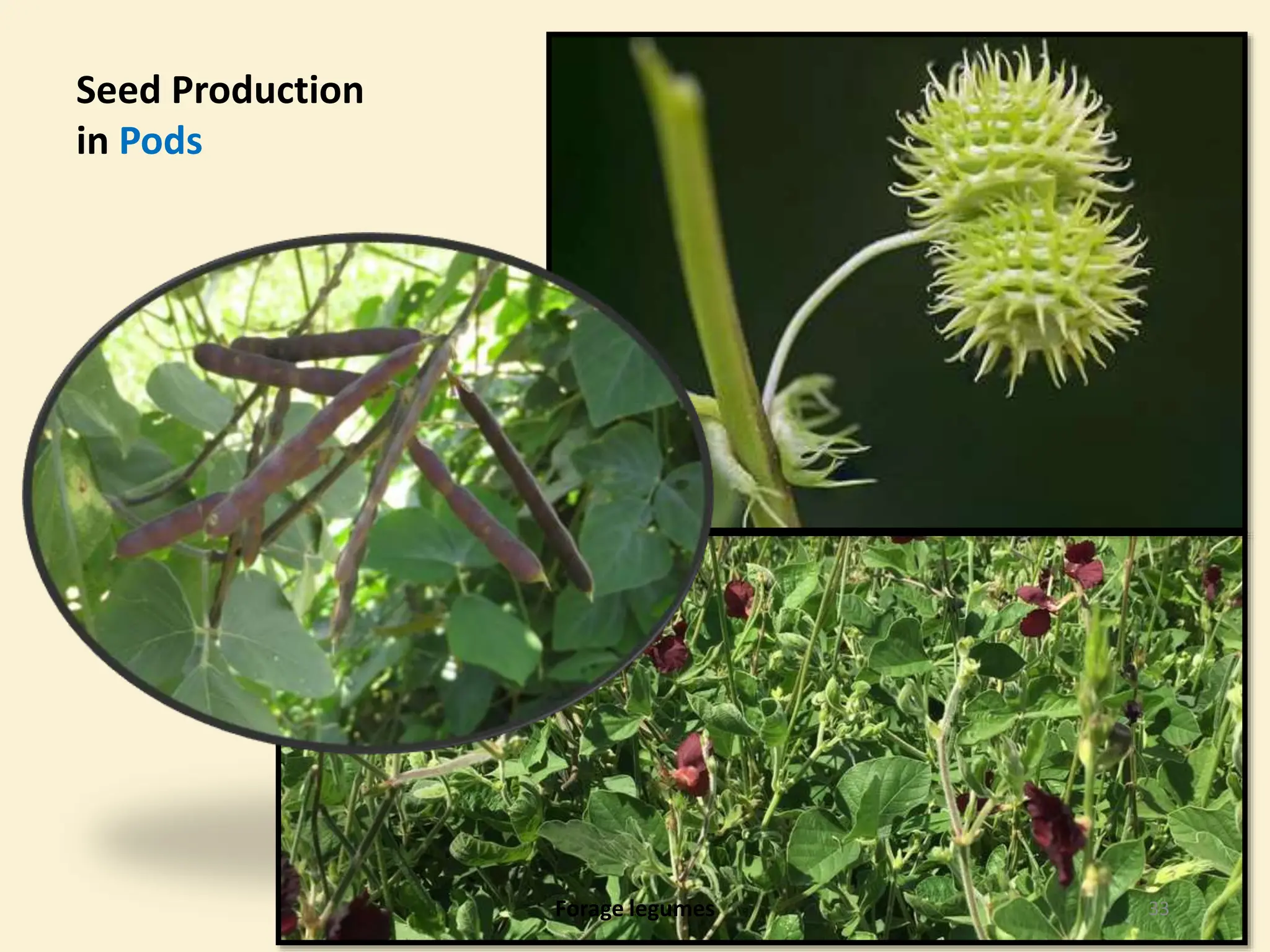 Forage production and conservation and forage identification | PPTX