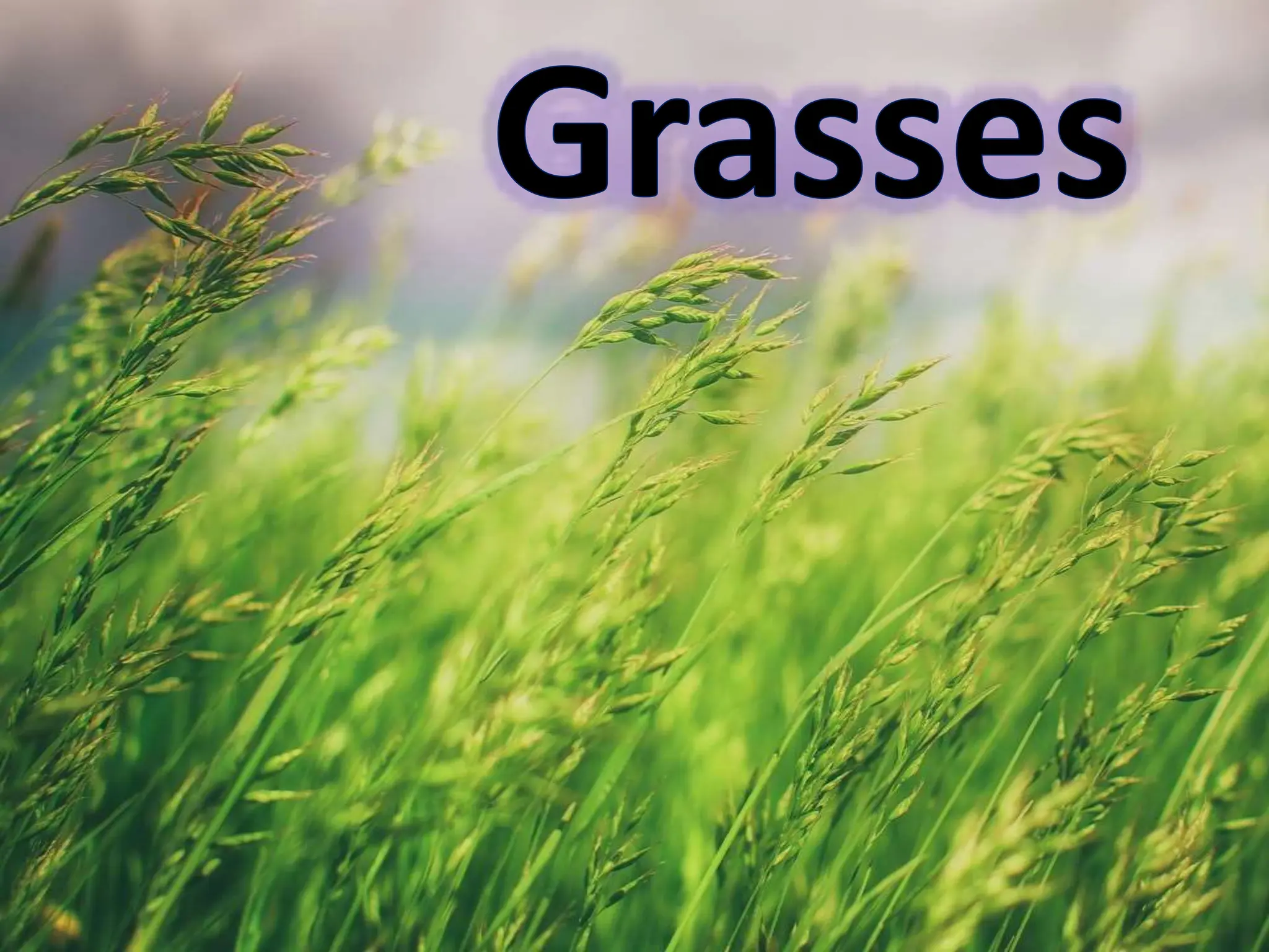 Forage production and conservation and forage identification | PPTX