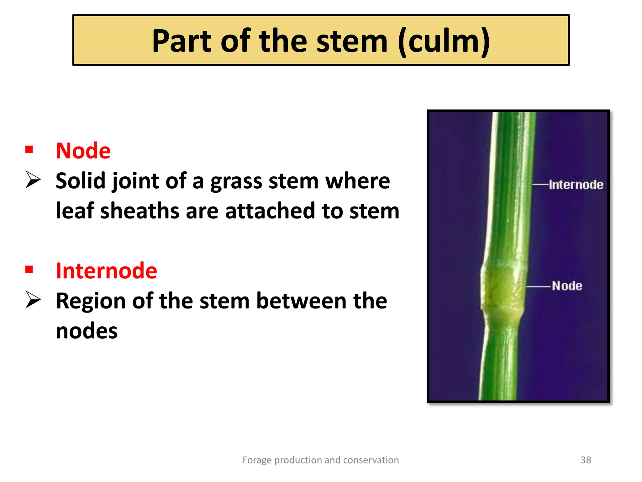 Forage production and conservation and forage identification | PPTX