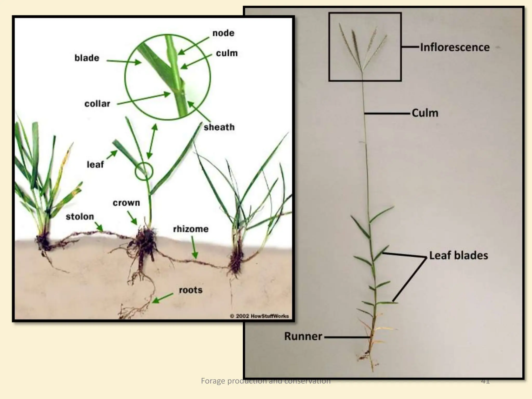 Forage production and conservation and forage identification | PPTX