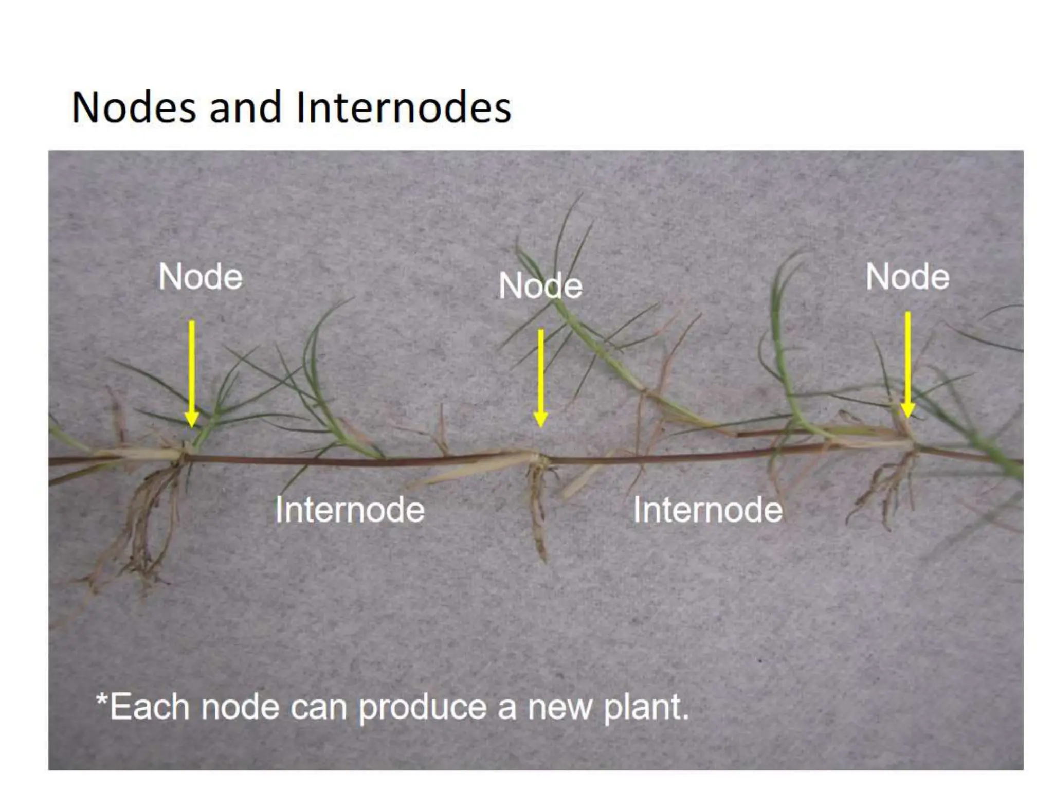 Forage production and conservation and forage identification | PPTX