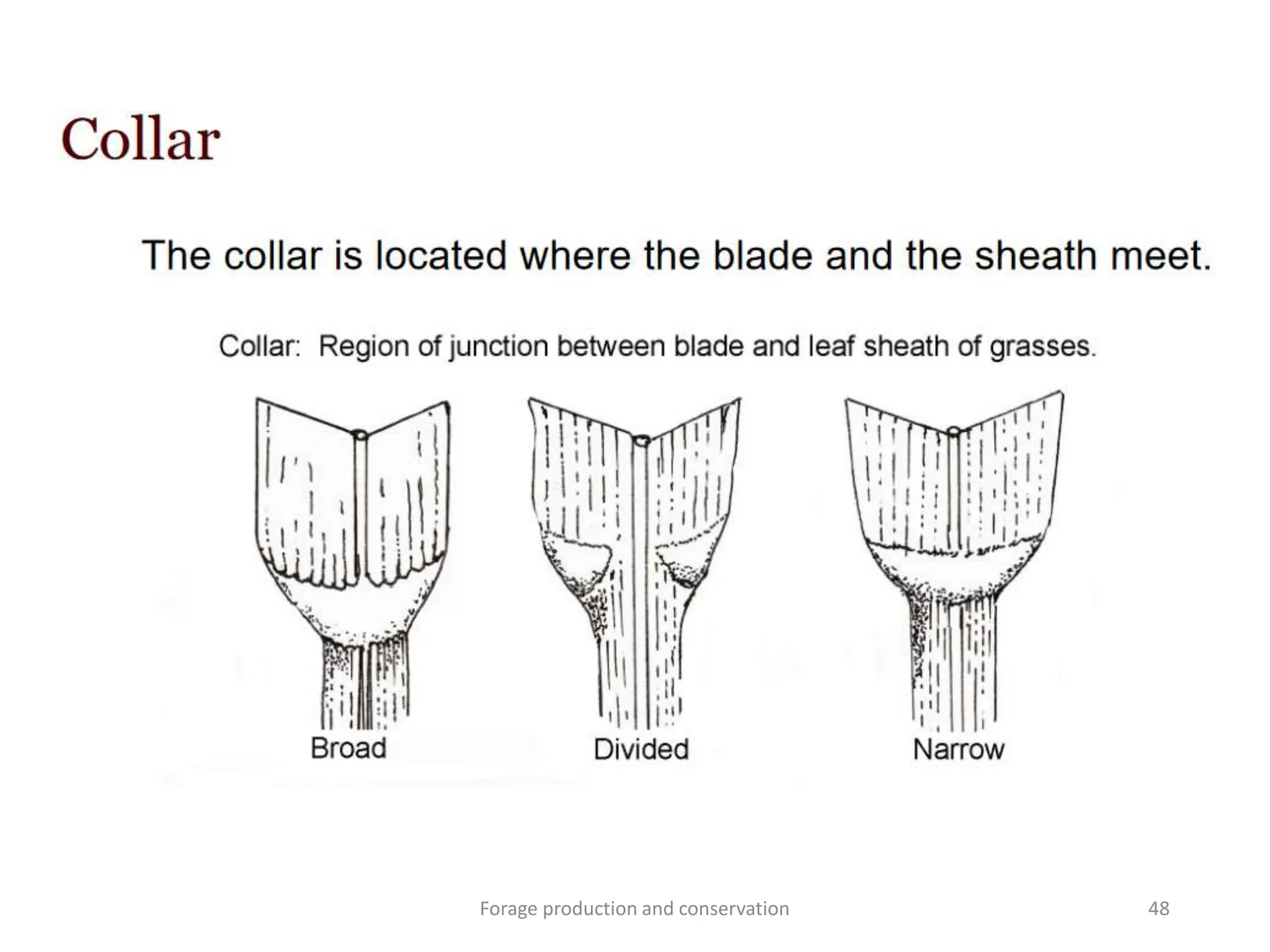 Forage production and conservation and forage identification | PPTX