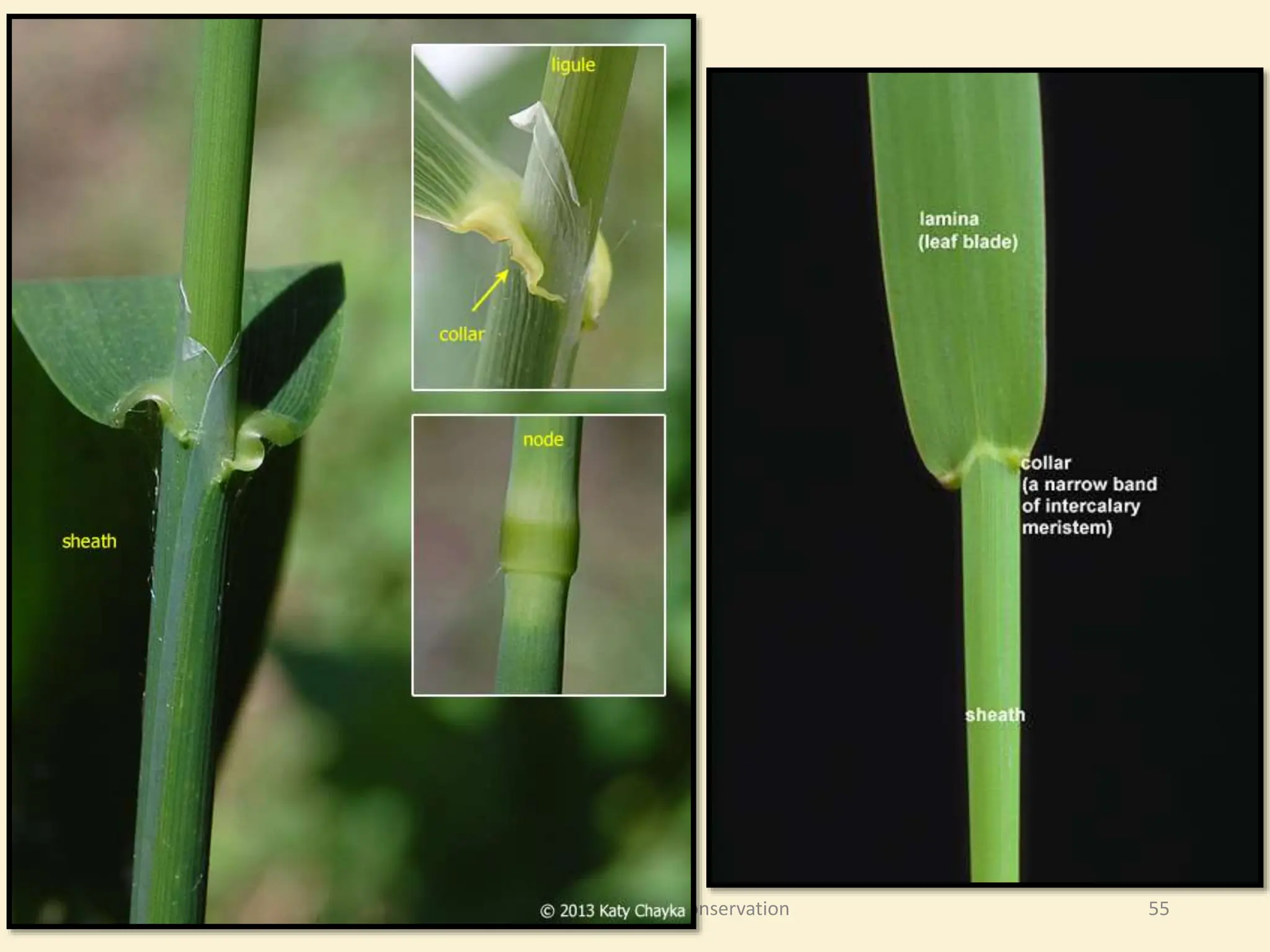 Forage production and conservation and forage identification | PPTX